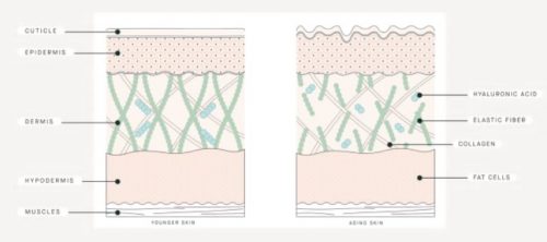 Skin and Tissue Laxity – SkinLab